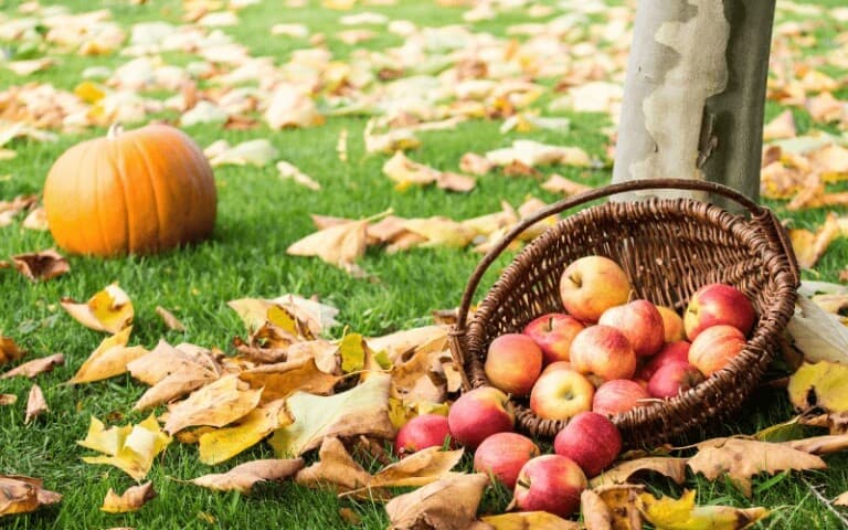 60 Fall Bucket List Ideas For Kids And Families